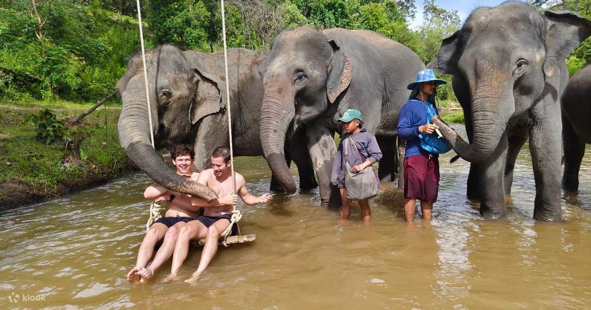 Pon Elephant Thailand & Mae Wang Waterfall One-day Wildlife & Nature Tour in Chiang Mai - Klook ...